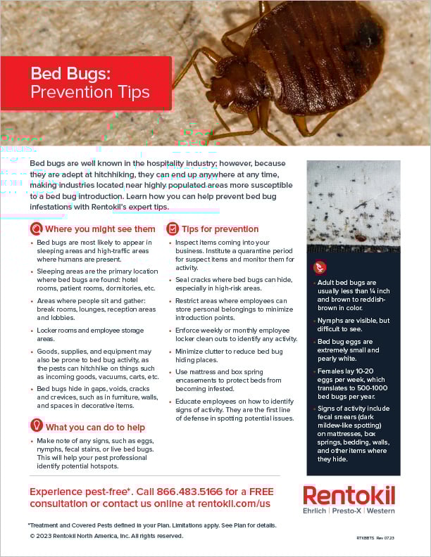 Rentokil Bed Bug Consultation