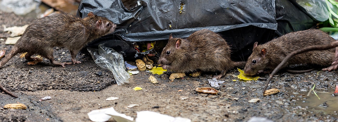 Rentokil Rodent and Wildlife Exclusion Services