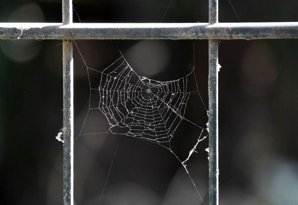 Spider Web Removal Solutions